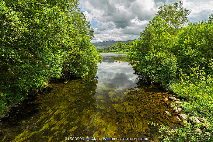 Stock photo of Glaslyn River flowing west out of Llyn Dinas towards ...
