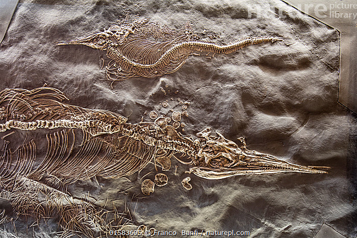 Stock photo of Two marine reptile fossils (Mixosaurus sp). and ...