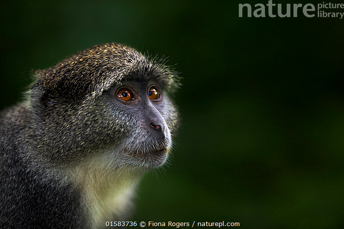 Stock photo of Zanzibar sykes monkey (Cercopithecus mitis albogularis ...