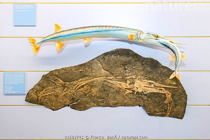 Stock photo of Fossil and illustration of a Lizard fish (Saurichthys ...