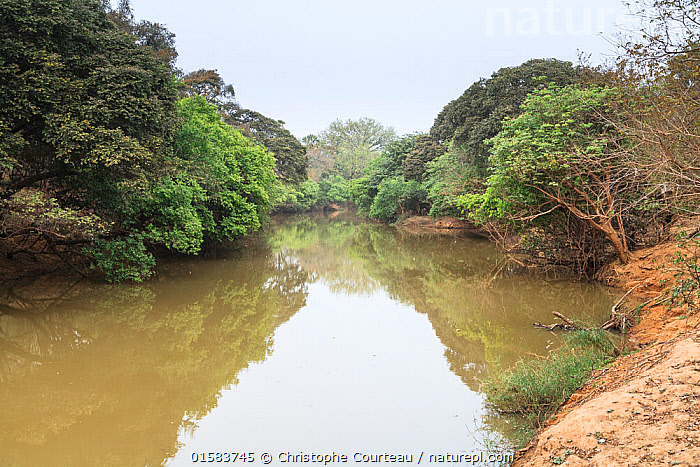 Stock photo of The Pendjari River, Natural Border between Burkina Faso ...