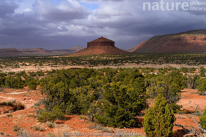 Stock photo of Cheese Box Butte, White Canyon Area, Utah, USA, March ...