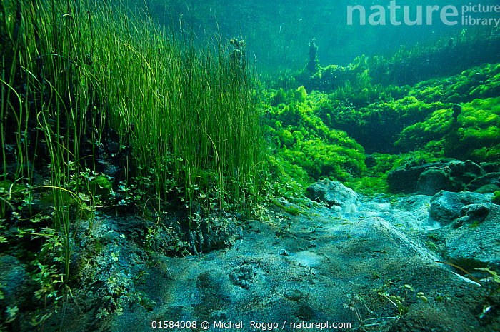 Stock photo of Underwater view of Ewens Ponds, spring-fed limestone ...