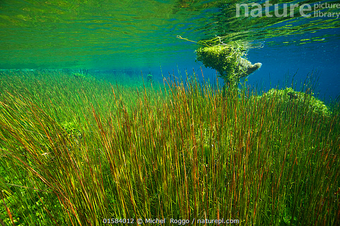 Stock photo of Underwater view of Ewens Ponds, spring-fed limestone ...