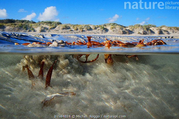 Stock photo of Freshwater spring in the intertidal zone of the ...