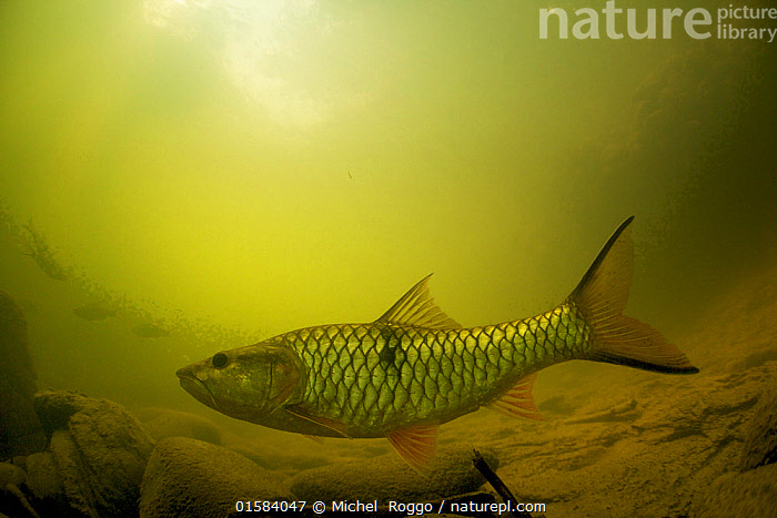 Stock photo of Fish in the Sungai Melinau river, Gunung Mulu National ...