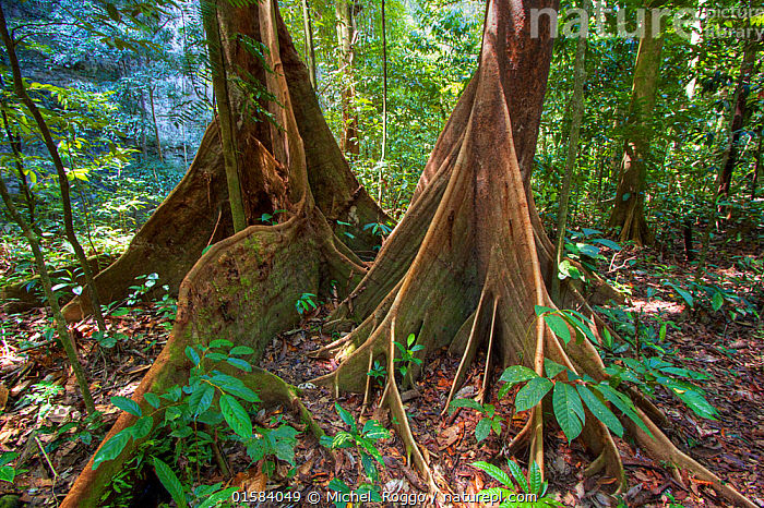 Stock photo of Buttress roots of trees in Gunung Mulu National Park ...