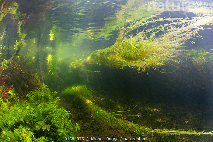 Stock photo of Candover Brook, tributary of the River Itchen, chalk ...