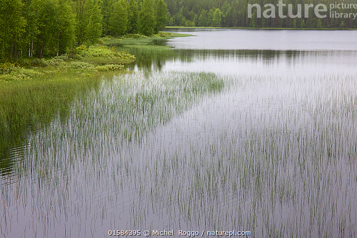 Stock photo of Juktan, a tributary of the Ume River, Lapland, Sweden ...