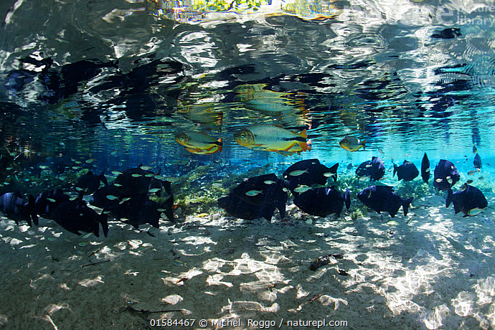 Stock photo of Pacu (Piaractus mesopotamicus) and Piraputanga (Brycon ...