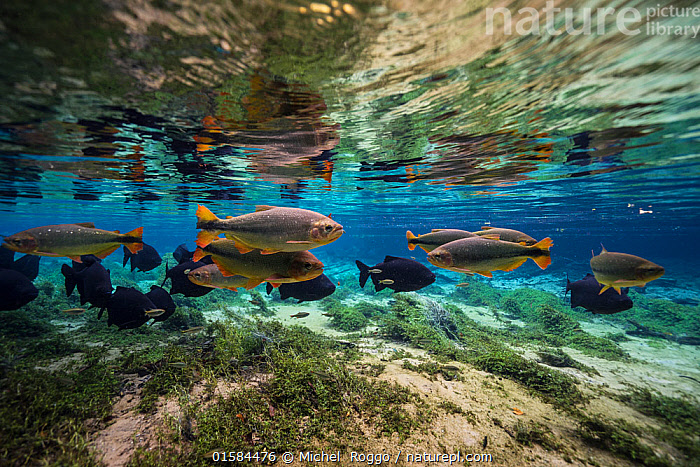 Stock photo of Piraputanga (Brycon hilarii) and Pacu (Piaractus ...