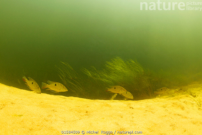 Stock photo of Eartheater fish (Geophagus sp.) Rio Negro tributary ...
