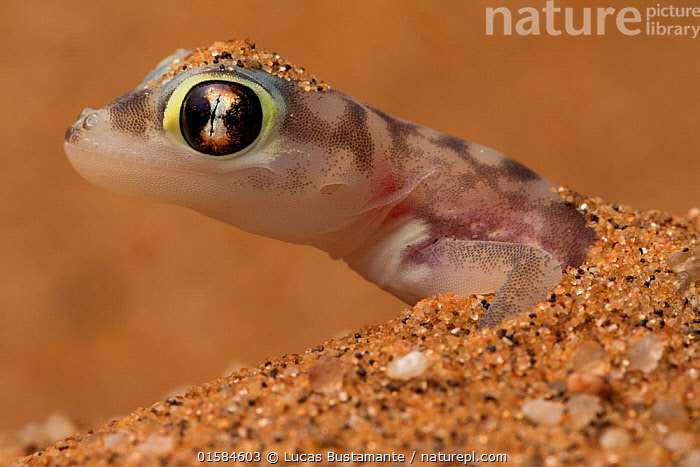 Stock photo of Namib sand gecko (Pachydactylus rangei) in sand ...