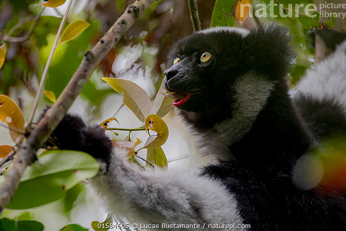 Stock photo of Indri (Indri indri) feeding, Andasibe-Mantadia National ...