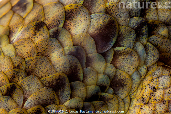 Stock photo of Spotted fish-scaled gecko (Geckolepis maculata) close up ...