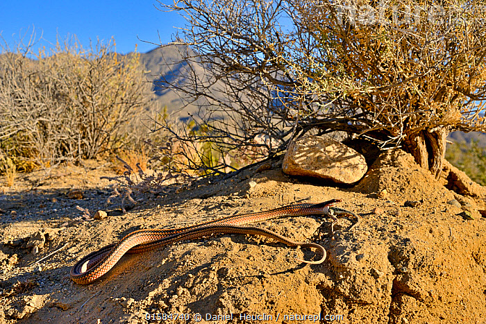 Stock photo of Big Bend patchnose snake (Salvadora deserticola) feeding ...