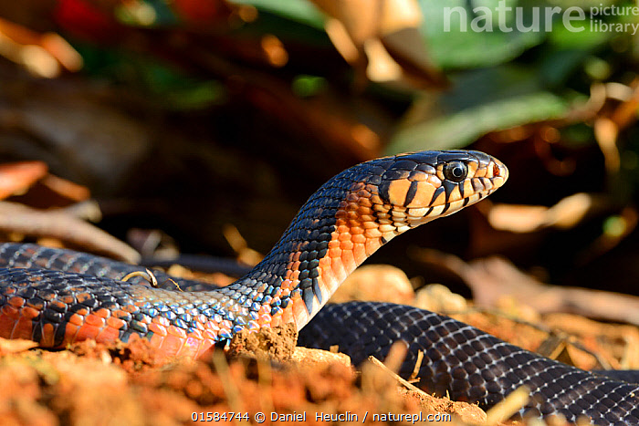 Stock photo of Mexican redtail indigo snake (Drymarchon melanurus ...