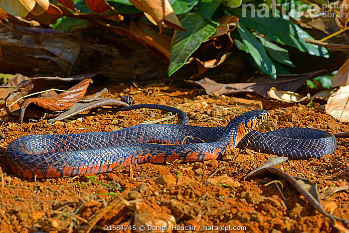 Stock photo of Mexican redtail indigo snake (Drymarchon melanurus ...