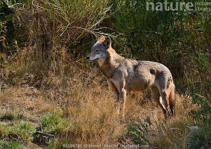 Stock photo of Mongolian wolf (Canis lupus chanco) Captive, occurs in ...