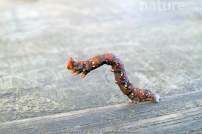 Stock photo of Peppered moth caterpillar (Biston betularia) Wiltshire ...