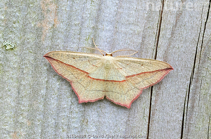 Stock photo of Blood-vein moth (Timandra comae) Wiltshire, England, UK ...