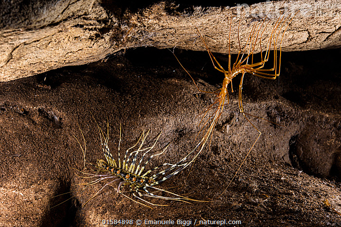 Stock photo of Cave centipede (Thereuopoda longicornis) moulting ...