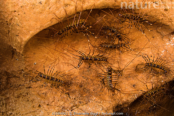 Stock photo of Cave centipedes (Thereuopoda longicornis) in crevice on ...