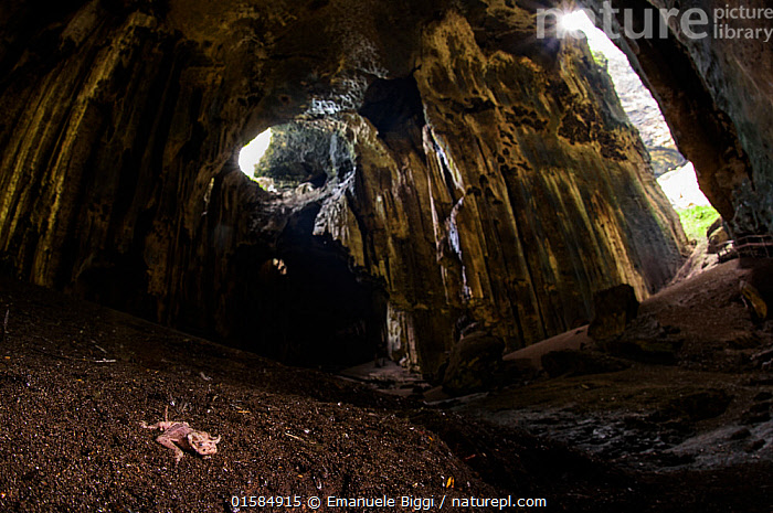 Stock photo of Wrinkle-lipped free-tailed bat (Chaerephon plicatus) pup ...