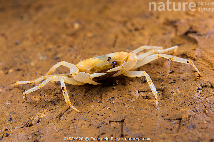 Stock photo of Cave crab (Cerberusa caeca), Fast Lane Cave, Gunung Mulu ...