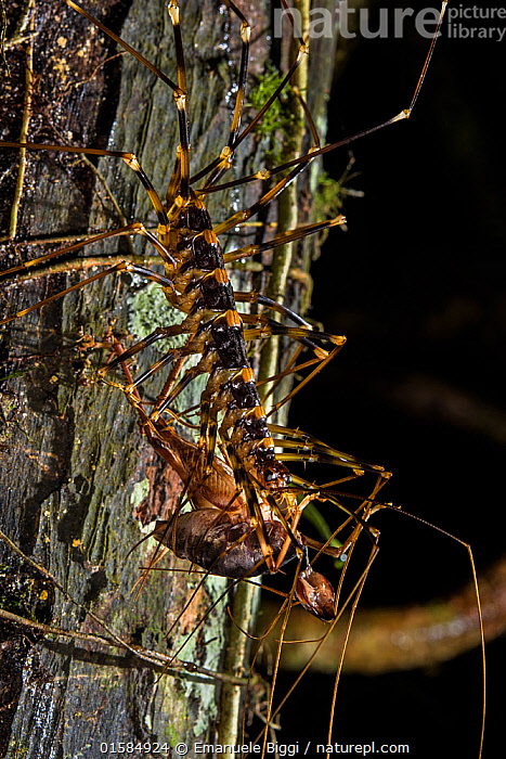 Stock photo of Cave centipede (Thereuopoda longicornis) with a cricket ...