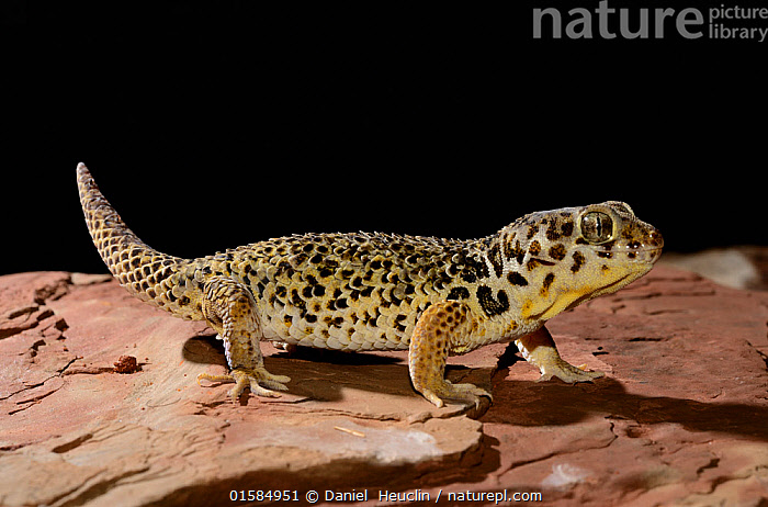 Stock photo of Frog-eyed gecko (Teratoscincus roborowskii) captive ...