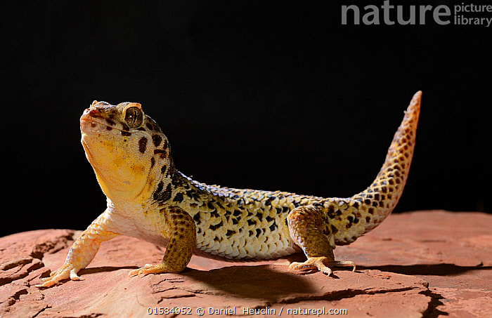 Stock photo of Frog-eyed gecko (Teratoscincus roborowskii) captive ...