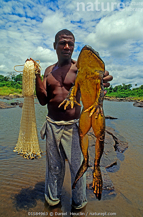 Stock photo of Man holding Goliath frog (Conraua goliath) and net ...