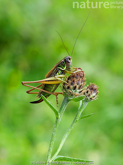 Stock photo of Roesel's bush cricket (Metrioptera roeselii) female ...