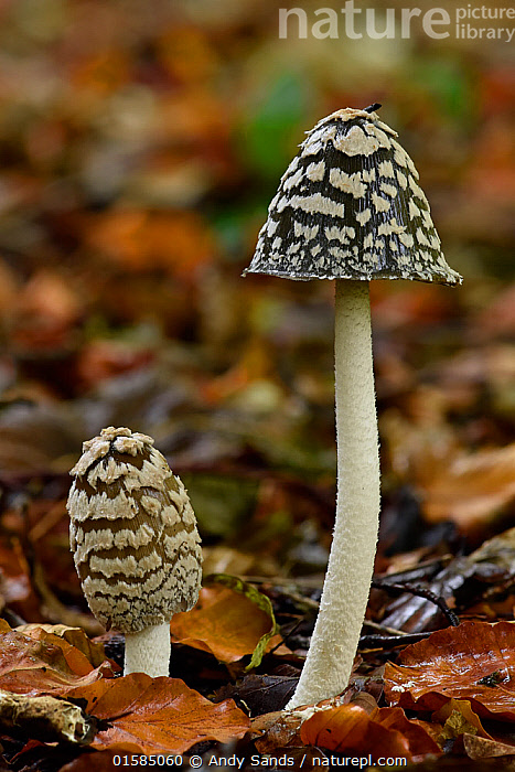 Stock photo of Magpie inkcap (Coprinopsis picacea) uncommon inkcap that ...