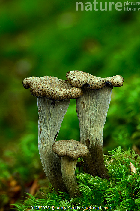 Stock photo of Horn of plenty fungus (Craterellus cornucopioides ...
