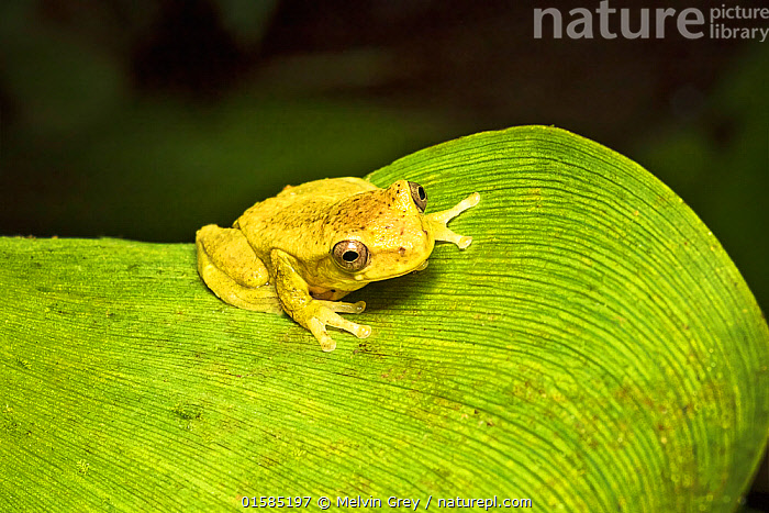Stock photo of Executioner clown frog (Dendropsophus carnifex) adult ...