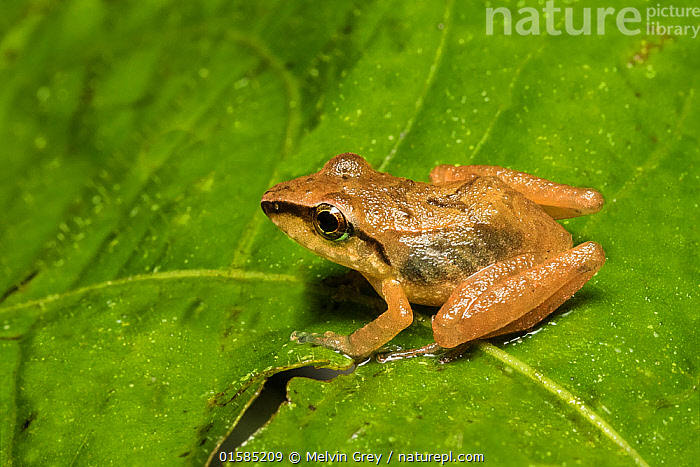 Stock photo of Cachabi robber frog (Pristimantis achatinus) adult on ...