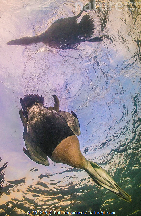 Stock photo of Common eider duck (Somateria mollissima) male diving, viewed from…. Available for ...