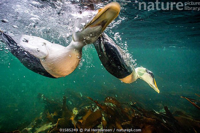 Why must science hurt me like this? : r/Dinosaurs