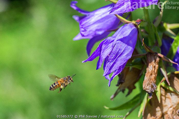 Stock photo of European honey bee (Apis mellifera) flying to Giant ...