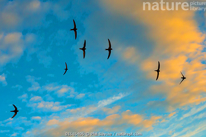 Stock photo of Swift (Apus apus) flock screaming in flight against blue ...