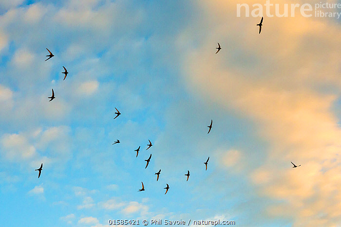 Stock photo of Swift (Apus apus) flock screaming in flight against blue ...