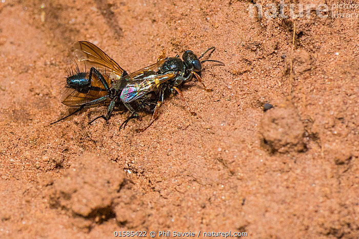 Stock photo of Common spiny digger wasp (Oxybelus uniglumis), carrying ...