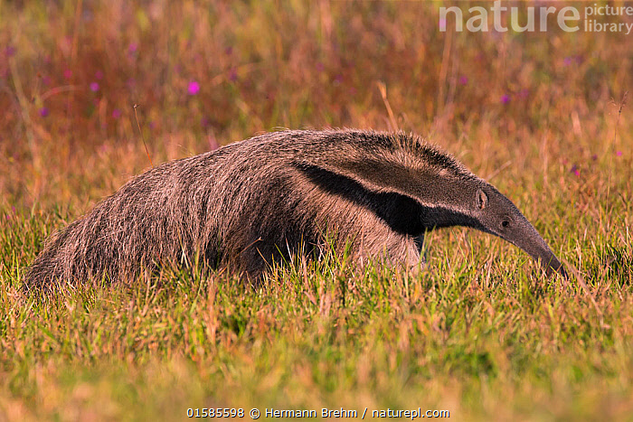 Stock photo of Giant Anteater (Myrmecophaga tridactyla) Pantanal ...