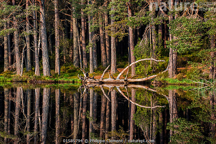 Stock photo of Scots pine trees (Pinus sylvestris) on the shore of Loch ...