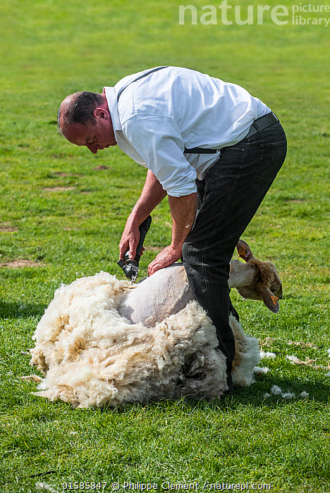 Stock photo of Man shearing the woollen fleece of a white sheep with ...