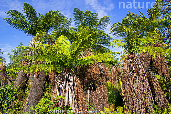 Stock photo of Soft tree ferns / Man ferns (Dicksonia antarctica ...