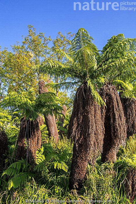 Stock photo of Soft tree ferns / Man ferns (Dicksonia antarctica ...