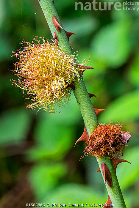 Stock photo of Robin's pincushion gall, caused by the gall wasp ...